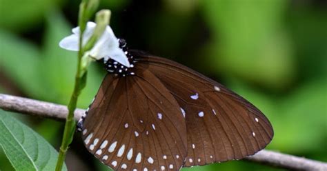 The Forested Path And Beyond Butterflies Of Raub The Plain Blue