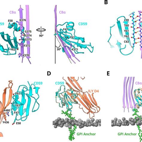 Structure Of The C5b9 Cd59 Complex Cryoem Map A And Model B Of
