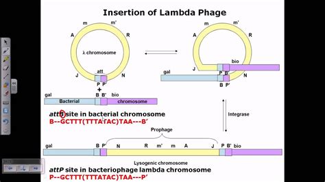 Lysogenic Cycle Of Lambda Phage Youtube