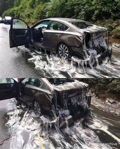 Slime Eels Stoped A Road Rweird