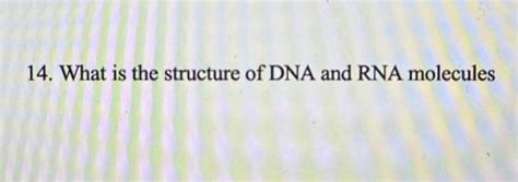 Solved What Is The Structure Of DNA And RNA Molecules Chegg