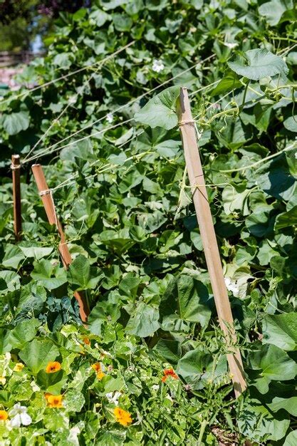 Huerto Urbano Ecológico En Pleno Crecimiento A Finales De Verano Foto Premium