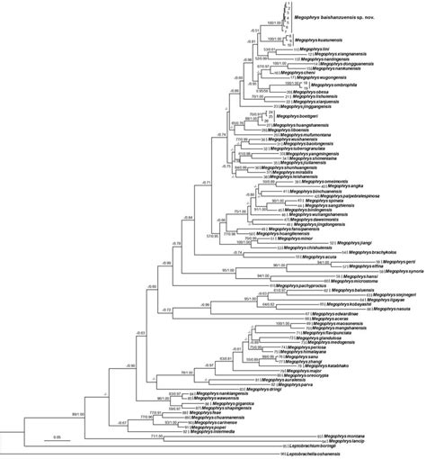 maximum likelihood ml tree of the genus megophrys reconstructed based