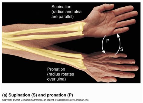 I Need Some Forearm Bone Motion Pictures Pronated Arm Pronated Vs