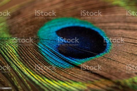 Peacock Feather Close Up Peacock Feather Close Up Bright Background For