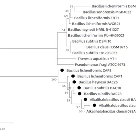 Evolutionary Analysis By Maximum Likelihood Method The Evolutionary