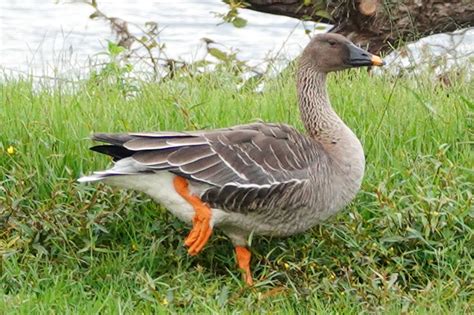 オオヒシクイ 2022 10 30 日本の野鳥識別図鑑