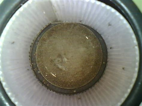 Mosquito Scam Computer Vision Dataset By Mosquito 2023