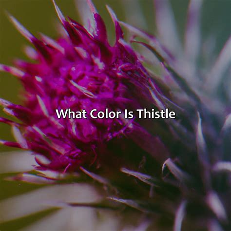 what is jungkook s favorite color