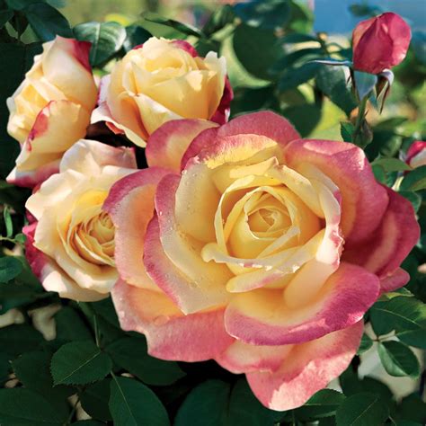 Hybrid Tea Rose Bushes Austin Hybrid Tea Roses Xctf