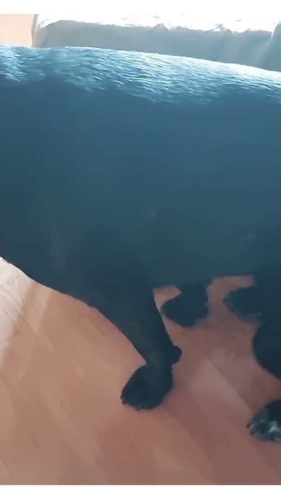 Canekorso კანეკორსო ჩემი მგელი გლეჯია🦦🦦 Youtube