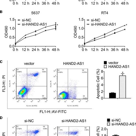 The Overexpression Of Lncrna Hand2 As1 Inhibits Cell Proliferation By