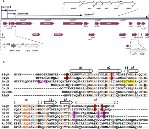 organization of bleomycin gene cluster and sequence alignment of blmr download scientific