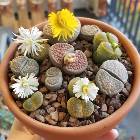 Stone Plants Wholesale At Josephine Hensley Blog