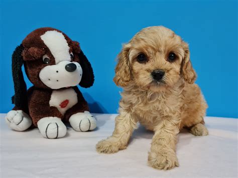 How Big Does A Toy Cavapoo Get At Emma Spyer Blog