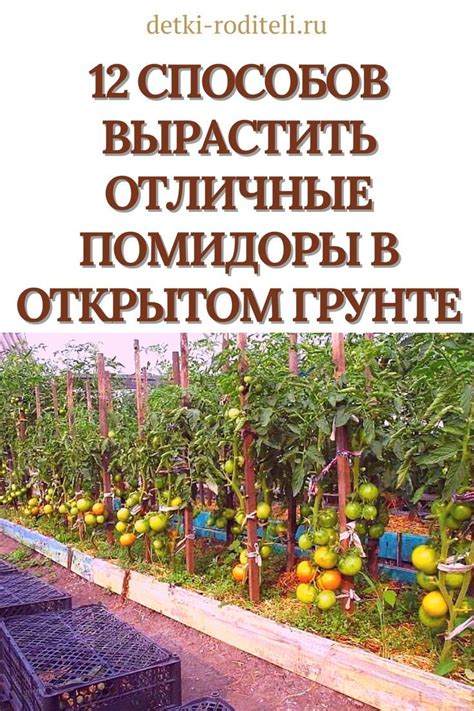 Рекомендации по выращиванию томатов в открытом грунте : 1. При ...