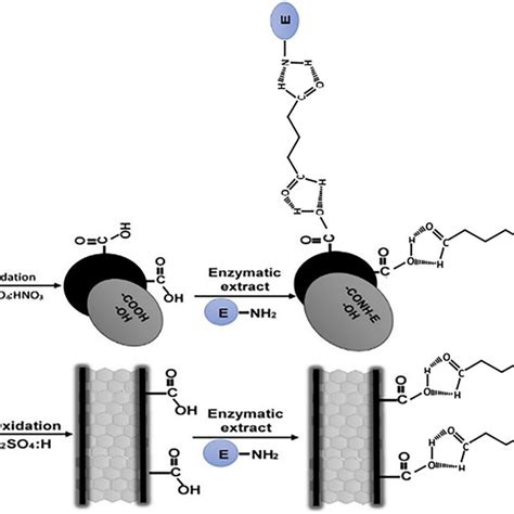 Schematic Representation Of The Covalent Immobilization Of Enzymes On