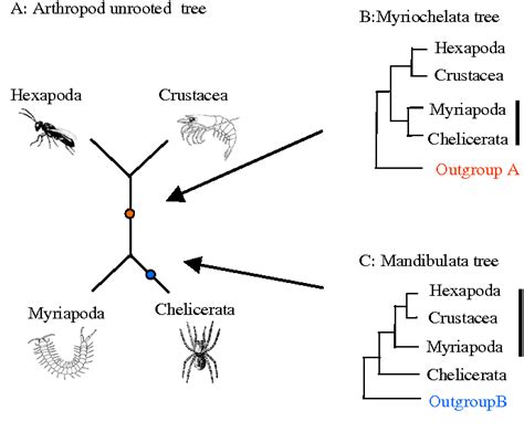 Figure 1 From A Multi Criterion Approach For The Selection Of Optimal Outgroups In Phylogeny