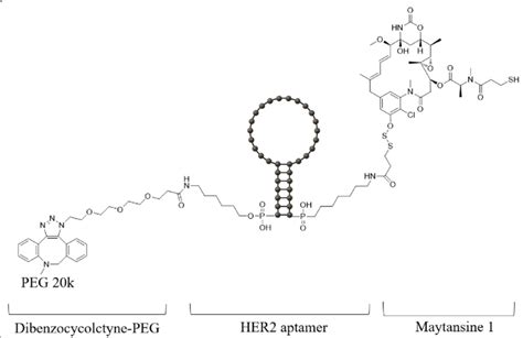 Chemical Structure Of Dm1 Maytansine1 That Conjugated With Her2 Download Scientific Diagram