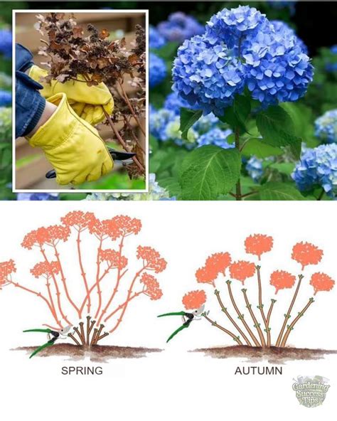 Gardening Success Tips Mastering Hydrangea Pruning Techniques ️ In Zones 7 10 Prune Now For