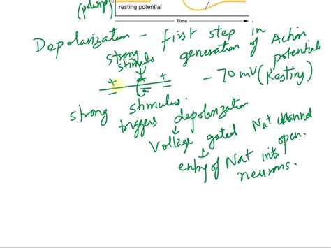 Solved What Is An Ipsp Or An Epsp In A Neuron And Why Do They Happen What Causes Them