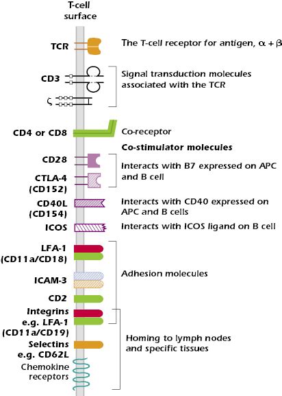 Biology Of The T Lymphocyte Oncohema Key