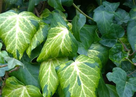 Plant Id Set 15 Flashcards Quizlet