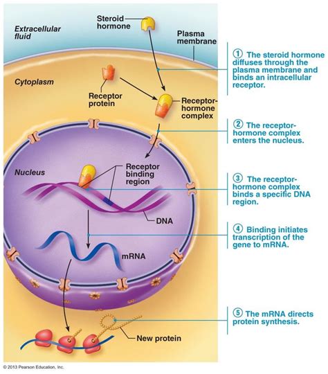The Endocrine System Endocrine System Endocrine Nursing Notes