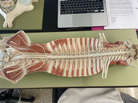 Structures For Identification On Spinal Cord With Spinal Cord Model Diagram Quizlet