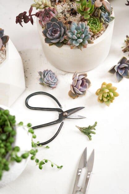 Premium Photo Scissors Secateurs And Echeveria Succulent House Plant