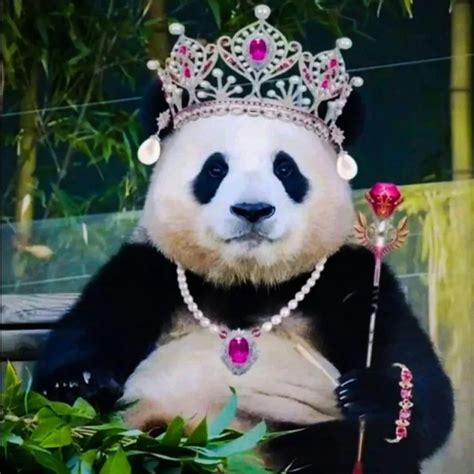 푸바오 이짤 그냥 웃김 인스티즈 Instiz 일상 카테고리