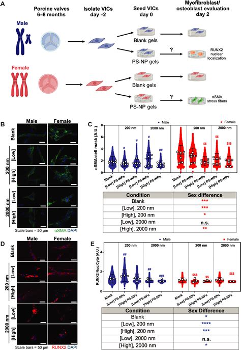 Y Chromosome Linked Uty Modulates Sex Differences In Valvular Fibroblast Methylation In Response