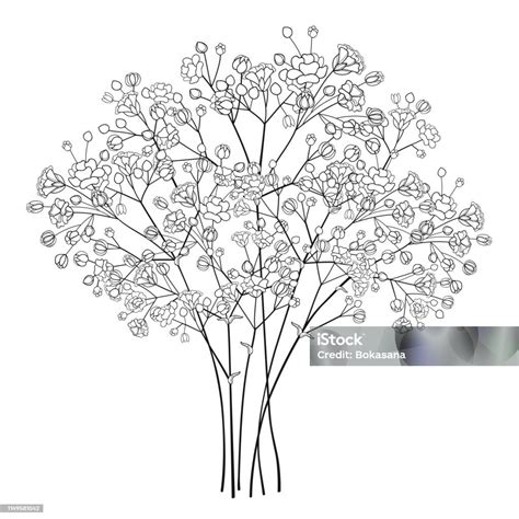 개요 집시 Sophila 또는 아기의 호흡 꽃 무리와 흰색 배경에 고립 된 검은 새싹의 벡터 꽃다발 안개꽃에 대한 스톡 벡터 아트 및 기타 이미지 Istock