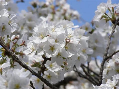 Types Of Ornamental Cherry Trees Hgtv