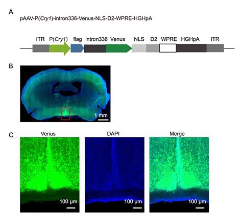 In Vivo Monitoring Of Circadian Clock Gene Expression In The Mouse Suprachiasmatic Nucleus Using
