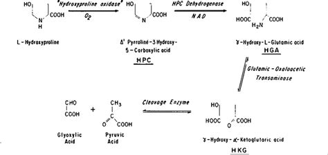Hydroxyprolinemia — Ia Rare Metabolic Disease Due To A Deficiency Of