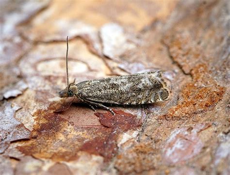 Dichrorampha Dichrorampha Picture Insect