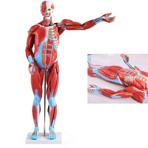 Buy Hailia Life Size Muscular Figure Human Muscles Anatomy Model 27