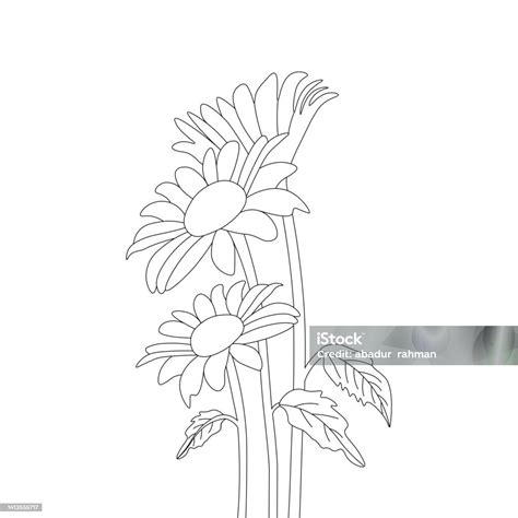 해바라기 색칠 공부 페이지 흑백 그리기 일러스트 레이 션 벡터 Perennial Sunflower에 대한 스톡 벡터 아트 및