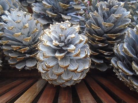 Thanksgiving To Christmas Transition In Your Decor Pine Cone Decorations Pine Cone Art Pine