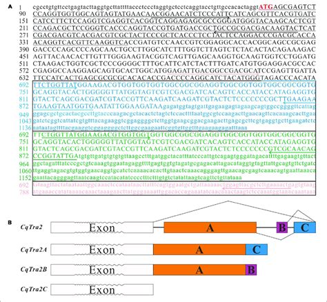Nucleotide Sequence
