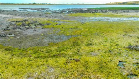 Green Algae In The Tidal Zone And Puddles On The Shore Of The Tiligul