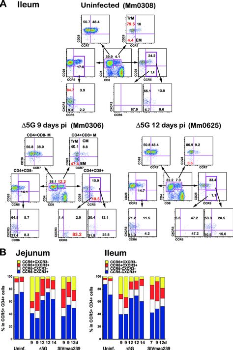 Cd4 T Cell Subsets In The Small Intestinal Tissues A Flow Profiles
