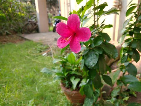 Asus Rog Phone Review Gadgets