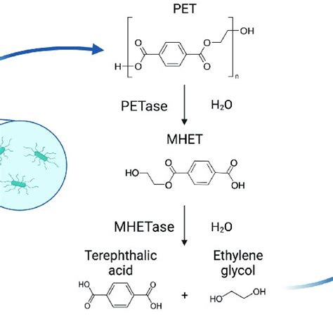 Diagram Showing The Enzymatic Degradation Of Polyethylene Terephthalate Download Scientific