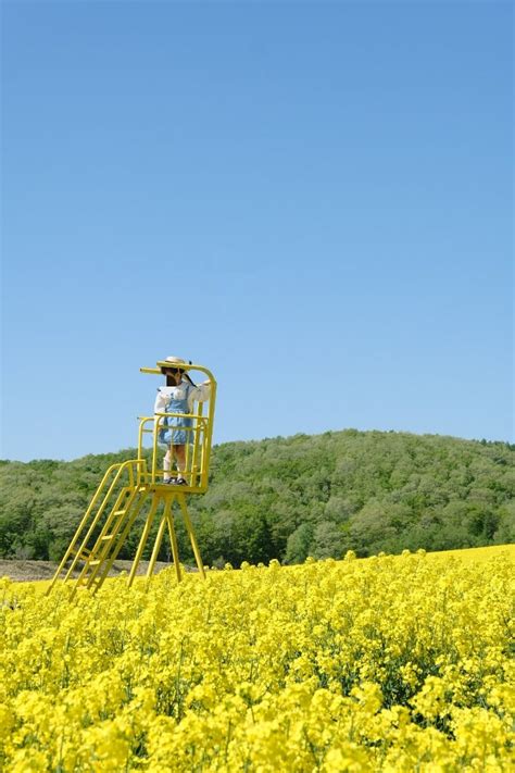 安平町①どこでもドアで菜の花畑 らむこは北海道移住をしたのである