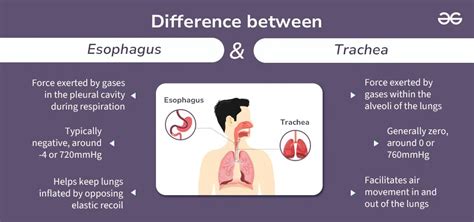Difference Between Esophagus And Trachea GeeksforGeeks