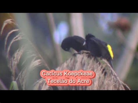 O Canto Do Tecelão Do Acre Cacicus Koepckeae Youtube