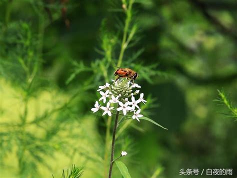 冬來了留下最後的靚影 每日頭條