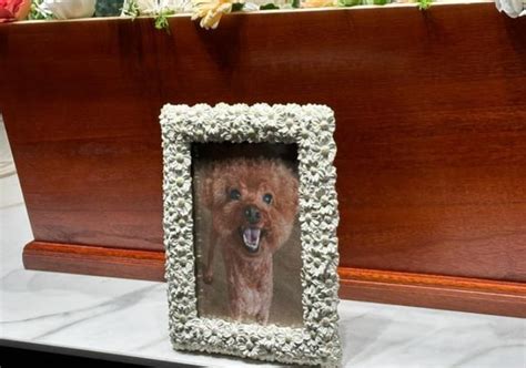 환연3에도 출연한 서동진 반려견 무지개 다리 건너 텐아시아